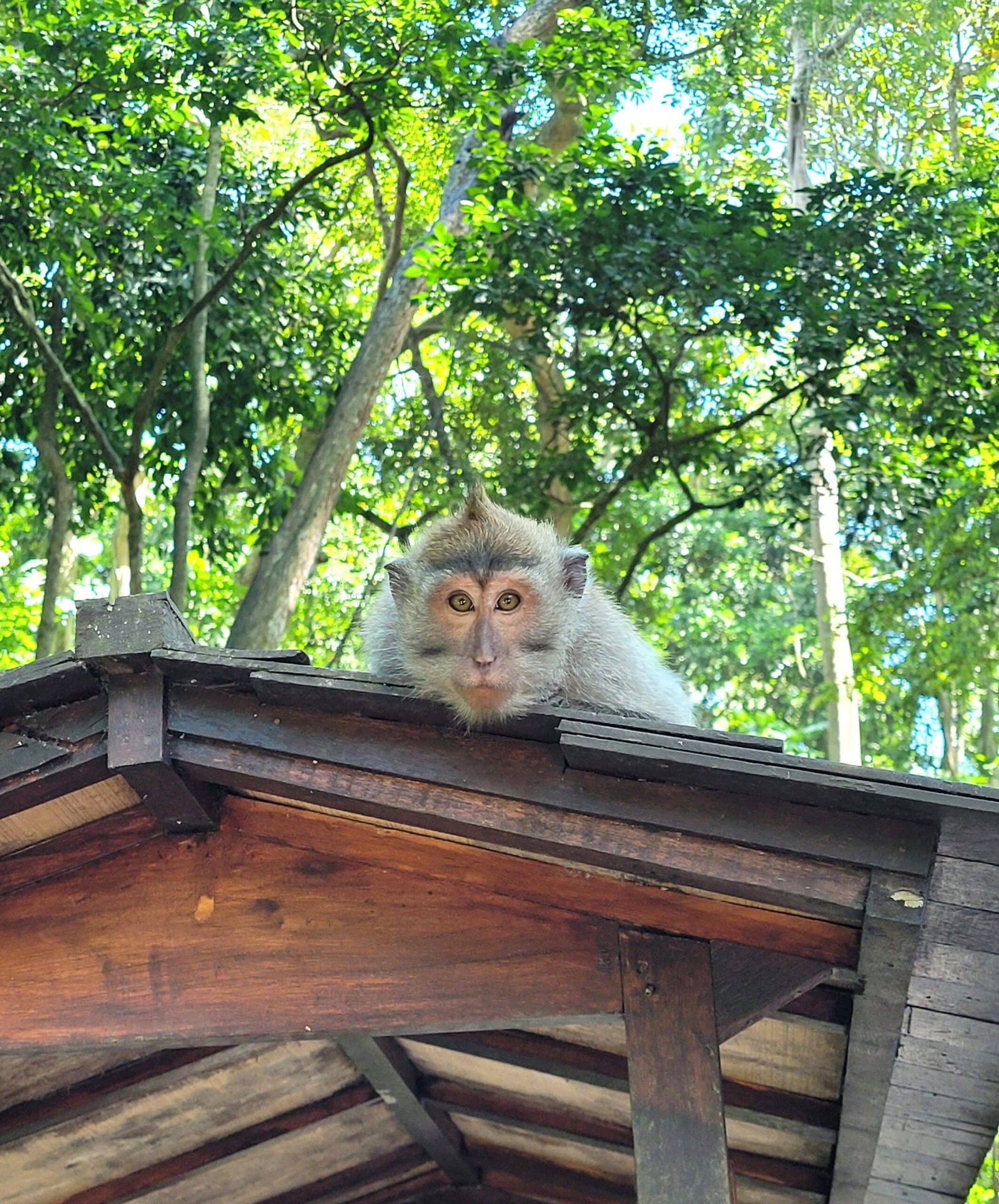 Animaux Bali : rencontrez 15 espèces sauvages de l’île des dieux ...